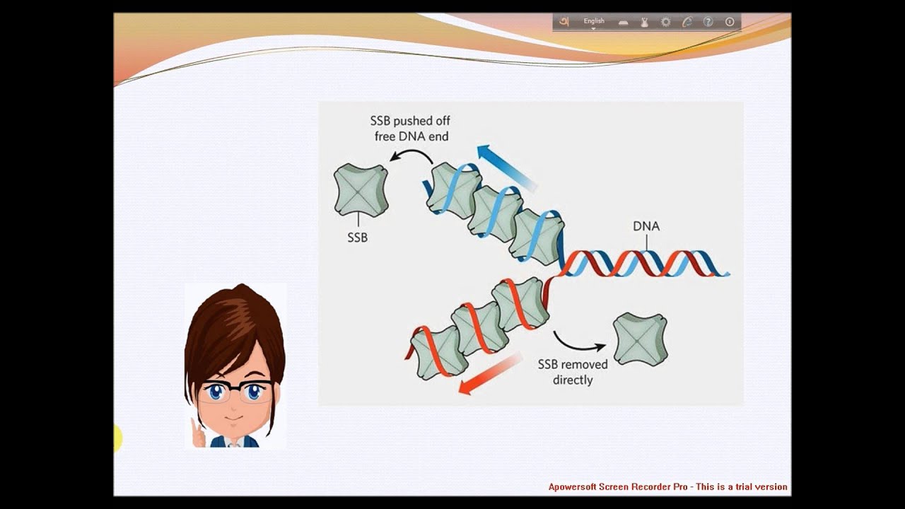 Single stranded binding protein - YouTube