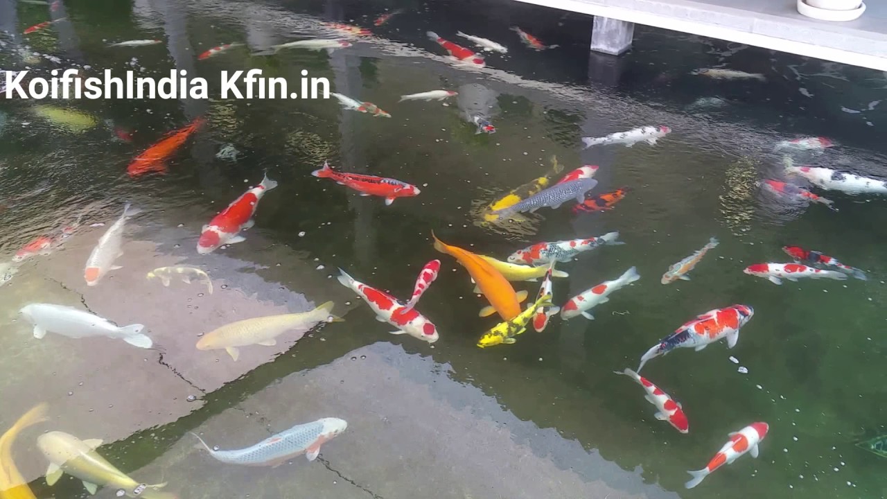 Sold out: Show quality kois in India imported from Japan by #1 Japanese ...