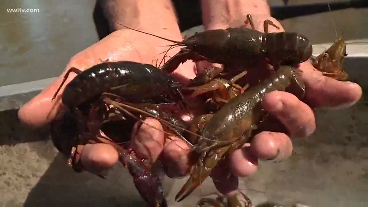 Down the Street: A day in the life of a crawfisherman - YouTube