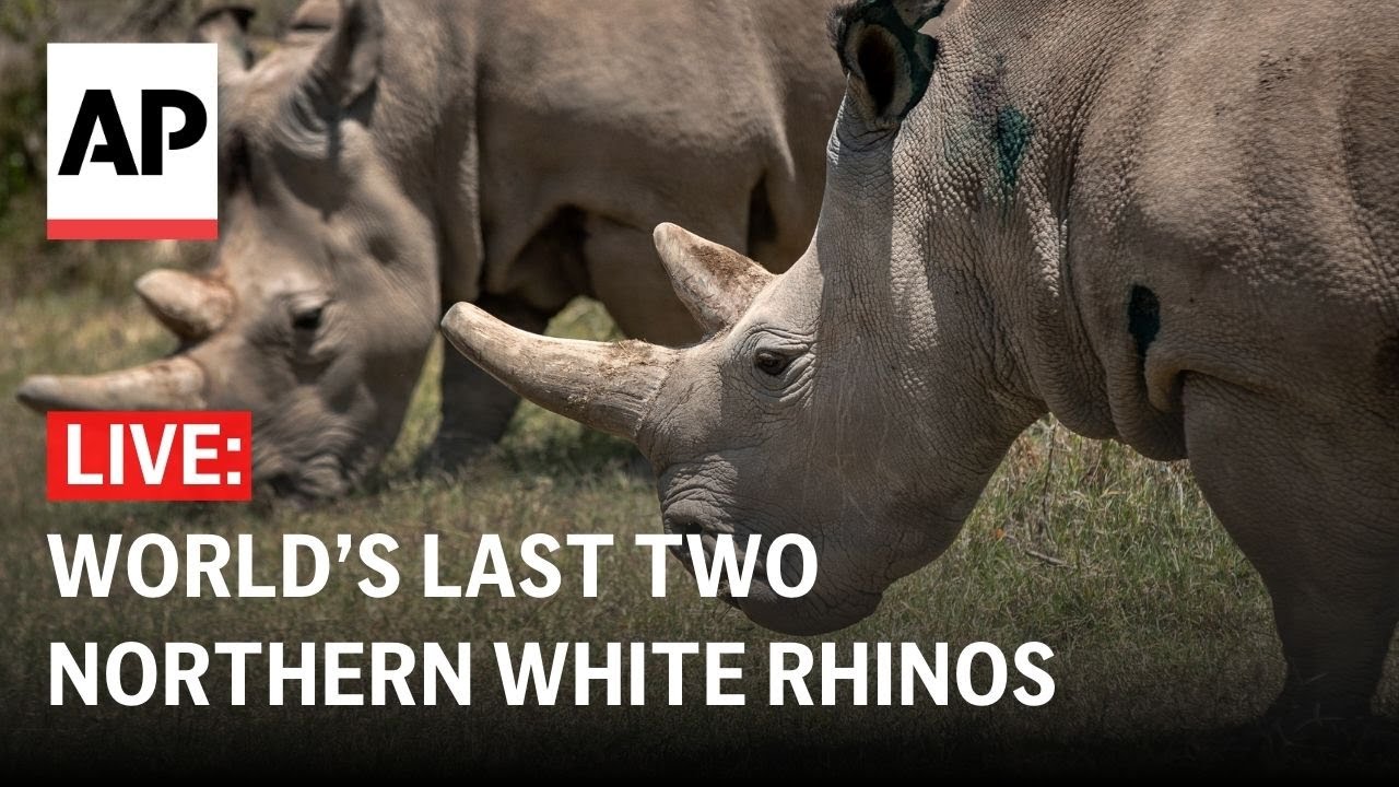 LIVE: World’s last two northern white rhinos in Kenya on World Rhino ...