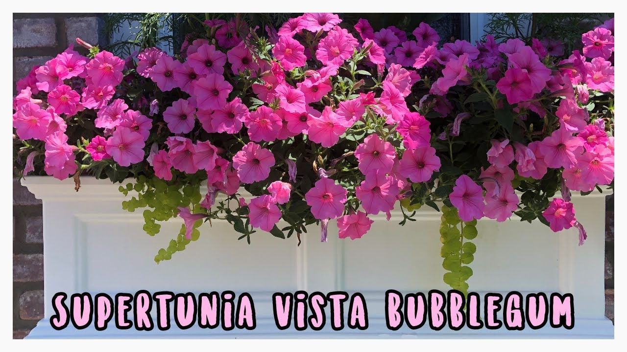 Flower Box // Supertunia Vista Bubblegum 🌸🌸// - YouTube