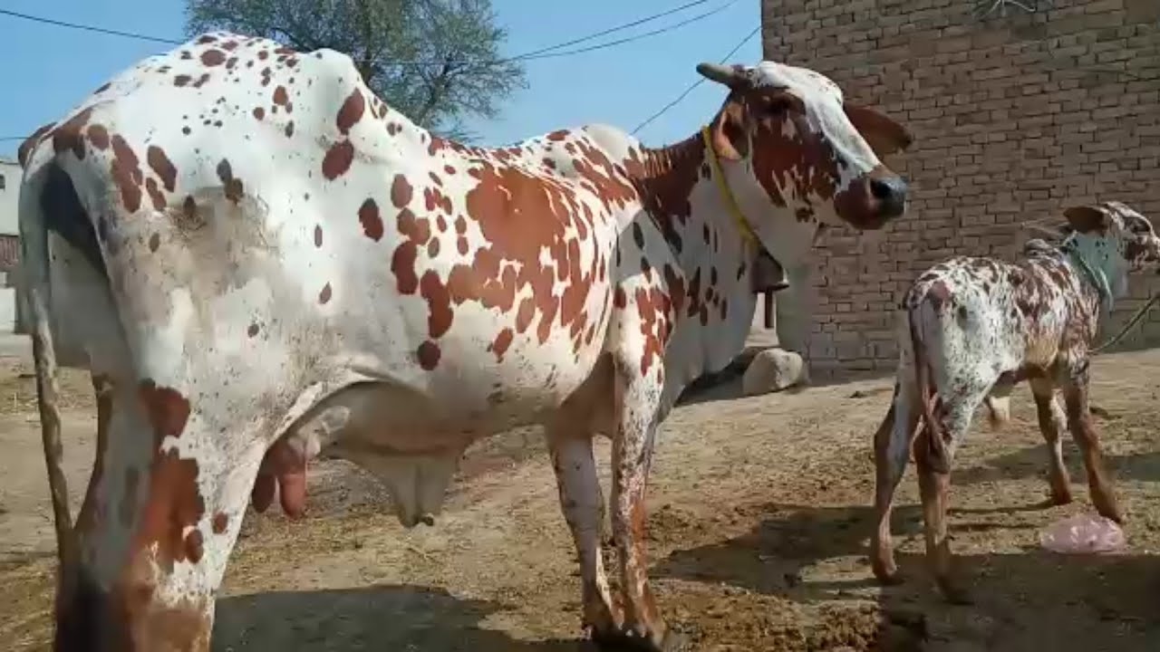 Pure Cholistani Cow for sale by M.Ahmad - YouTube