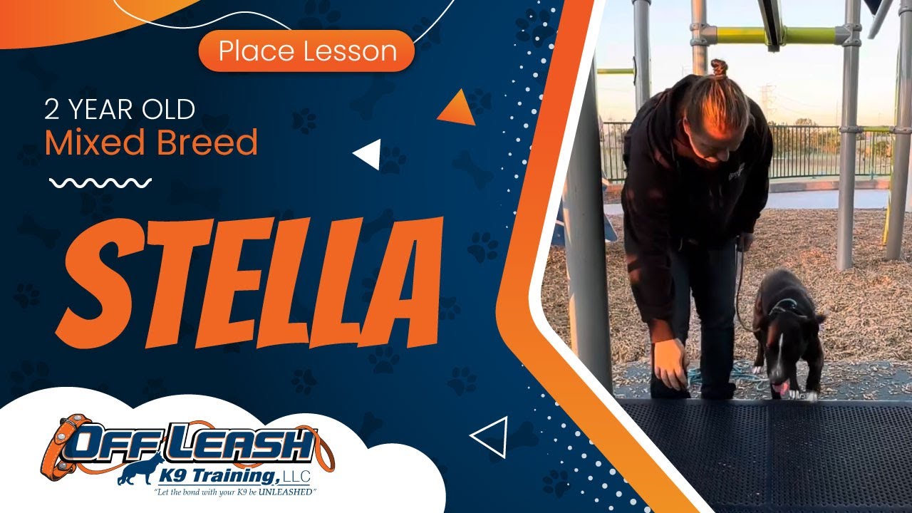 2 yo Mix Breed Stella ~ Best Mixed Breed Trainers ~ Off Leash K9 ...