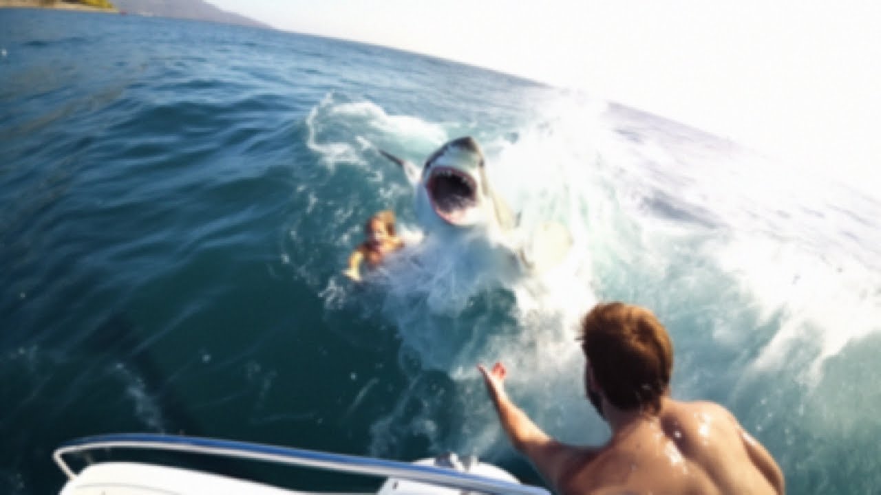 29 Unbelievable Shark Moments Caught on Video! 🦈 - YouTube