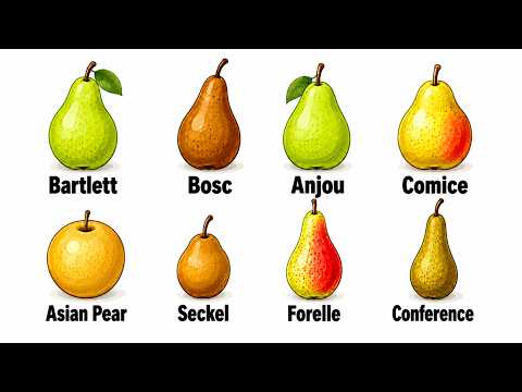 All Pears Explained in 10 Minutes