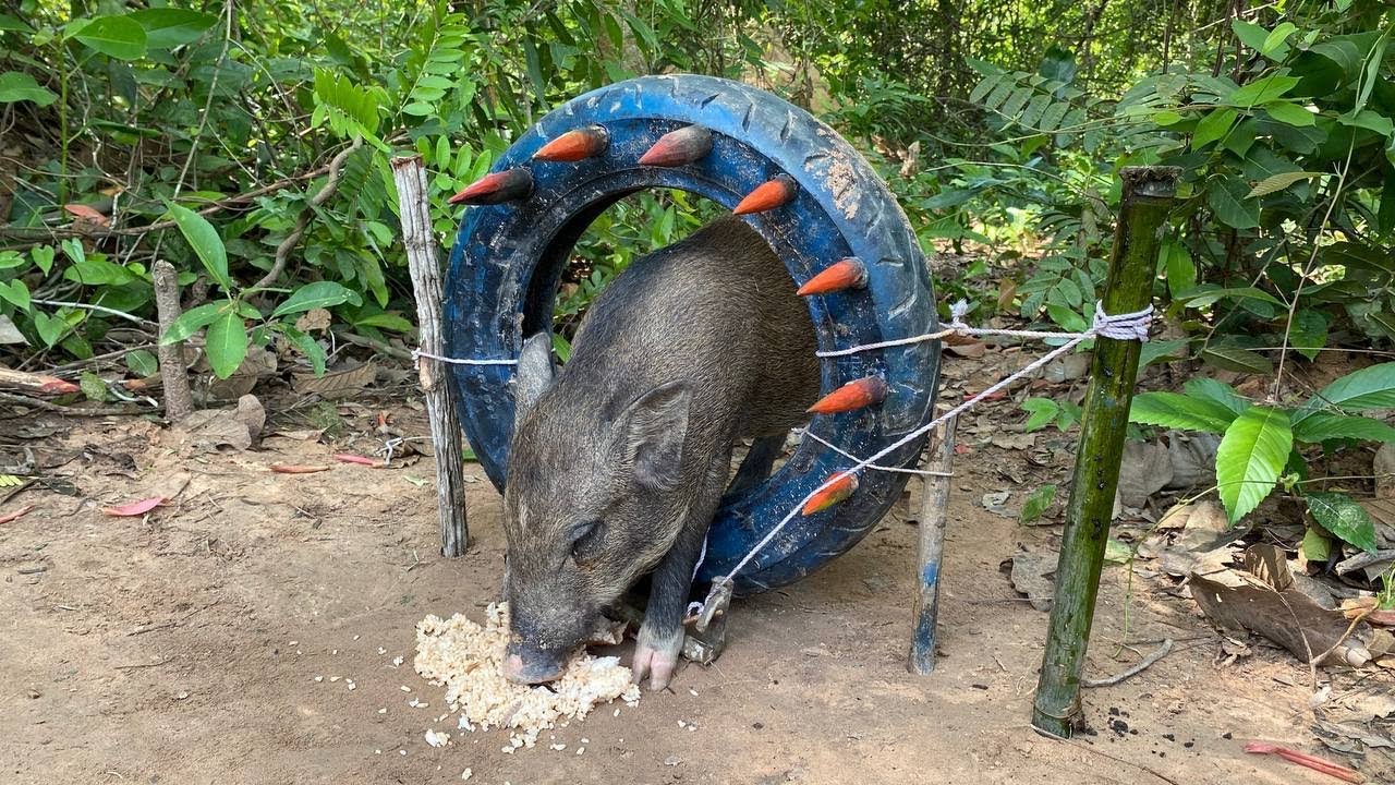 OMG!! Clever trap catches wild boar pig using raw tires with sharp ...