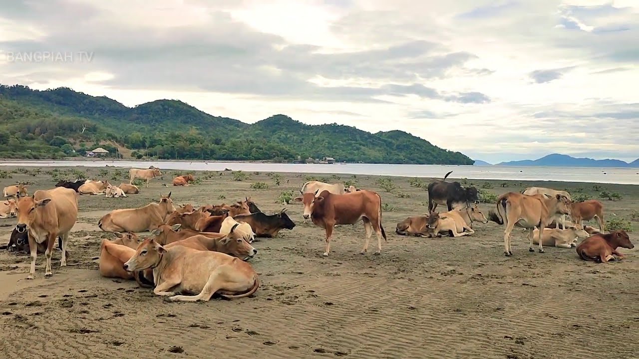Video Sapi Lagi Makan di Bantaran Sungai - YouTube