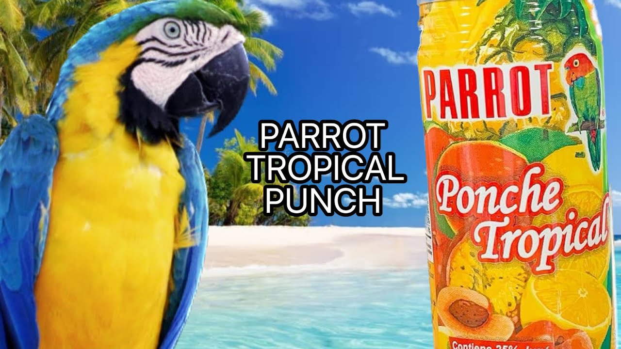 Parrot Tropical Punch Review - YouTube
