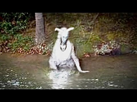 11 Weird Cryptid Creatures Caught In Forests - YouTube