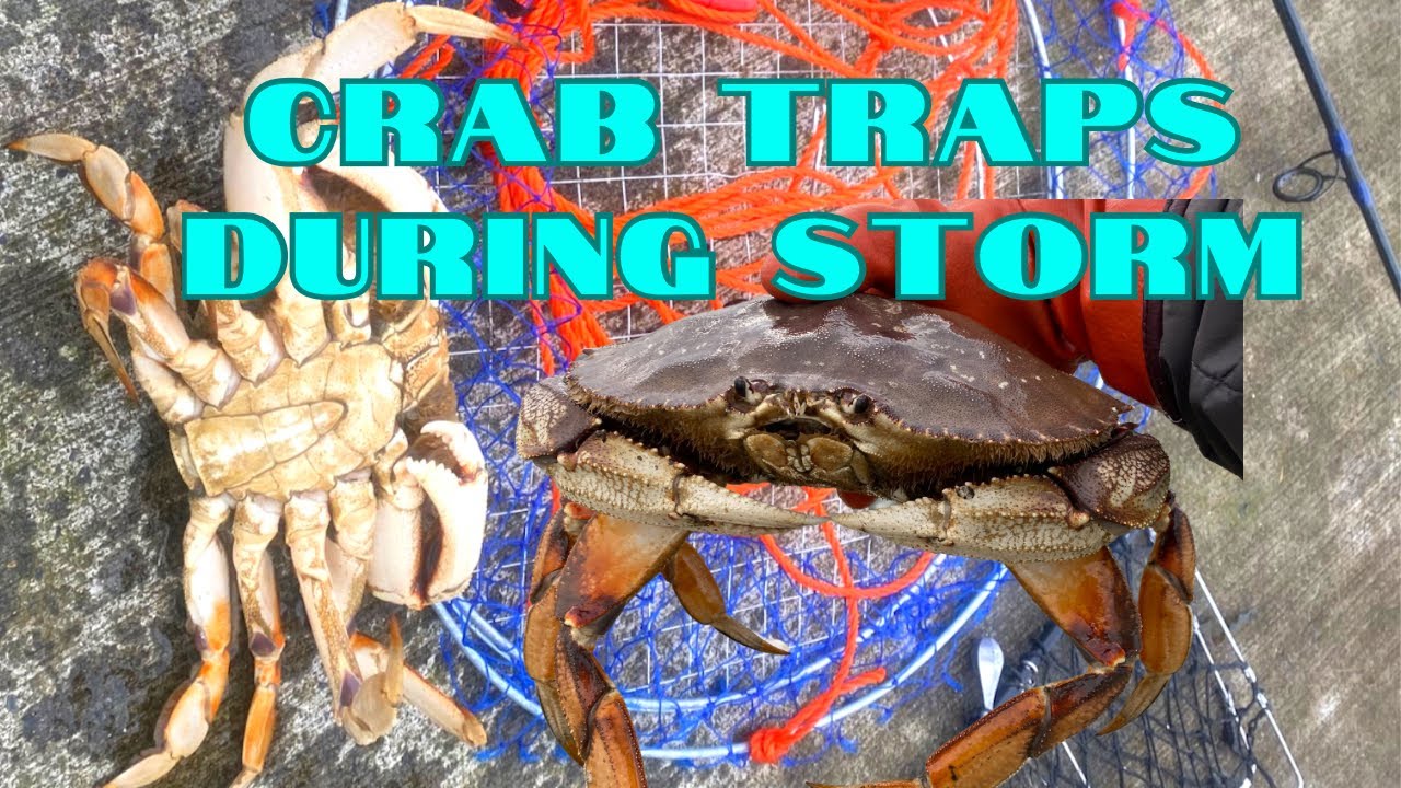 CRABBING the WA COAST- Crab Traps from the Dock - YouTube