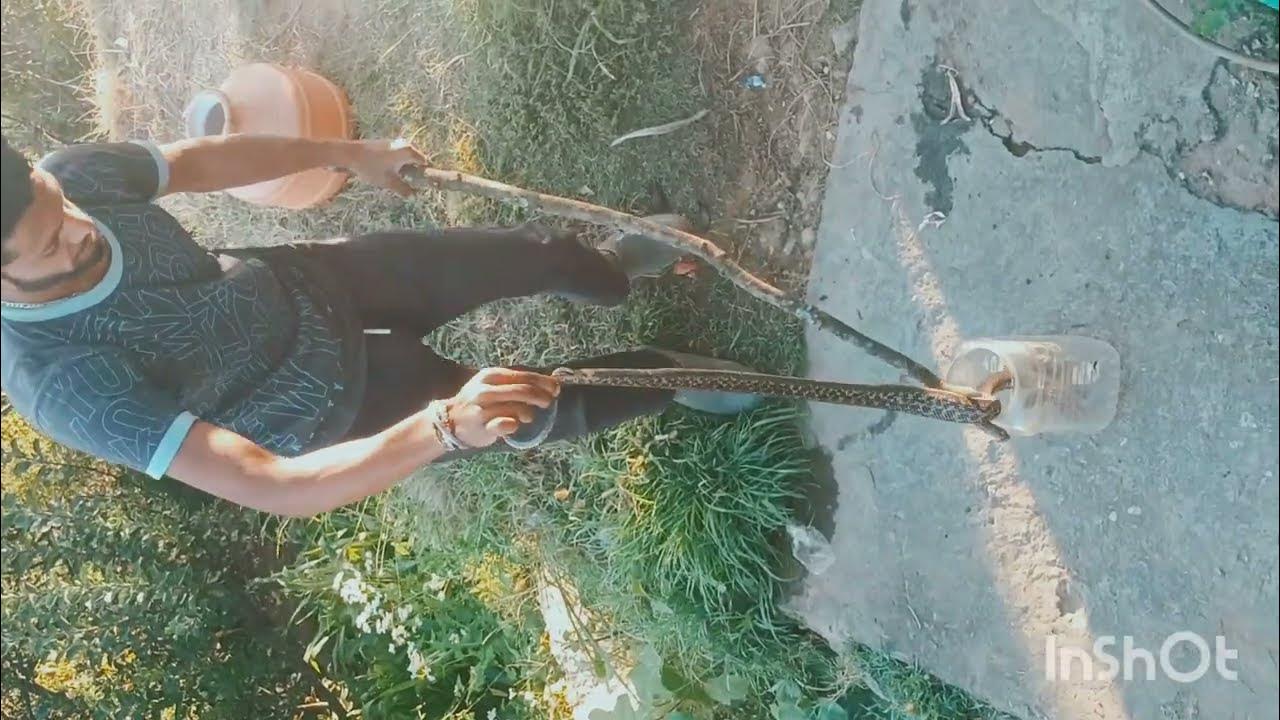 HOW TO CATCH A SNAKE 🐍||HOW TO CATCH A SNAKE IN YOUR HOME || Big rescue ...