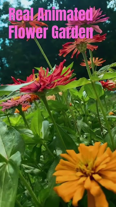 ANIMATED FLOWER GARDEN #youtubeshorts #fallflowers #youtubeshorts ...