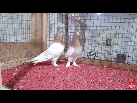 Canlı Güvercin Mezatı Oyun Kuşu Mezatı Yasin Durna #canlı