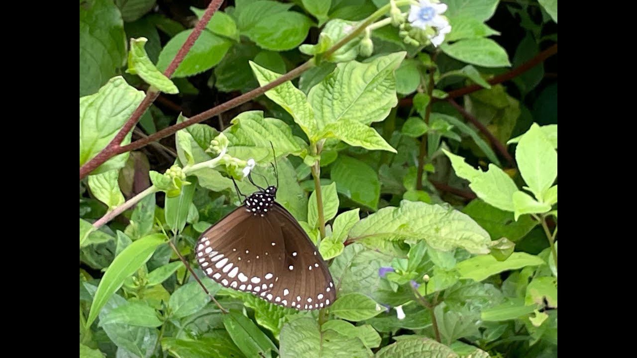 Butterflies and multipurpose ‘drugs’ from plants - YouTube