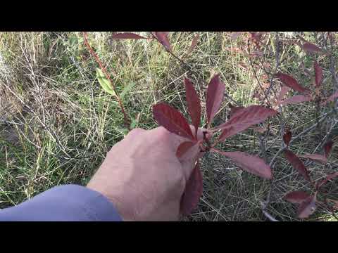 How And When To Trim Sand Cherry Bushes