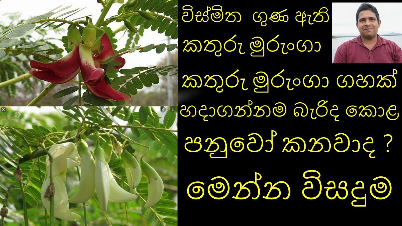 කතුරු මුරුංගා වගාව kathuru murunga wagawa kathurumurunga Hummingbird ...