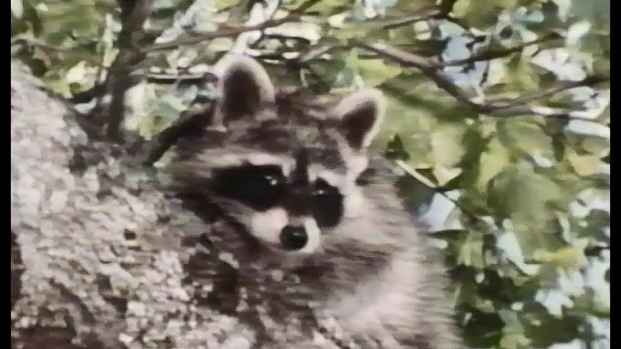 Disney's "Ringo, The Refugee Raccoon" Season 20 Ep 17 - YouTube
