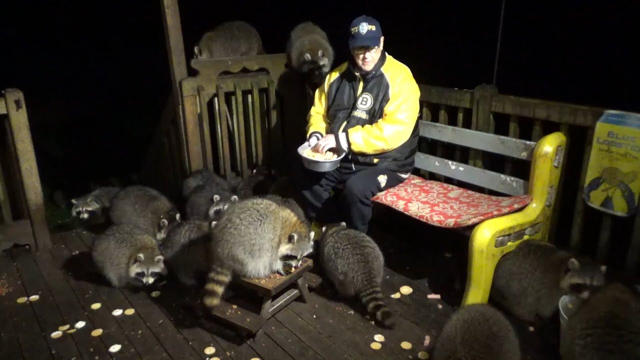 Monday Oct 23 - Raccoon Whisperer and the Raccoons on a cold night ...