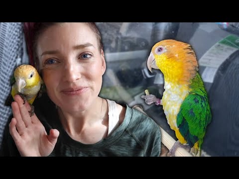 MY FIRST DAY WITH WIDGET THE WHITE BELLIED CAIQUE (So Much Progress!!)