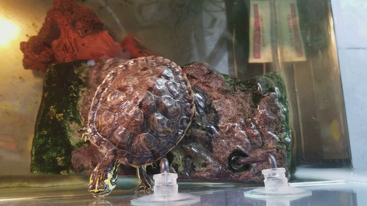 Opal still growing! Update 1 year 5months - YouTube