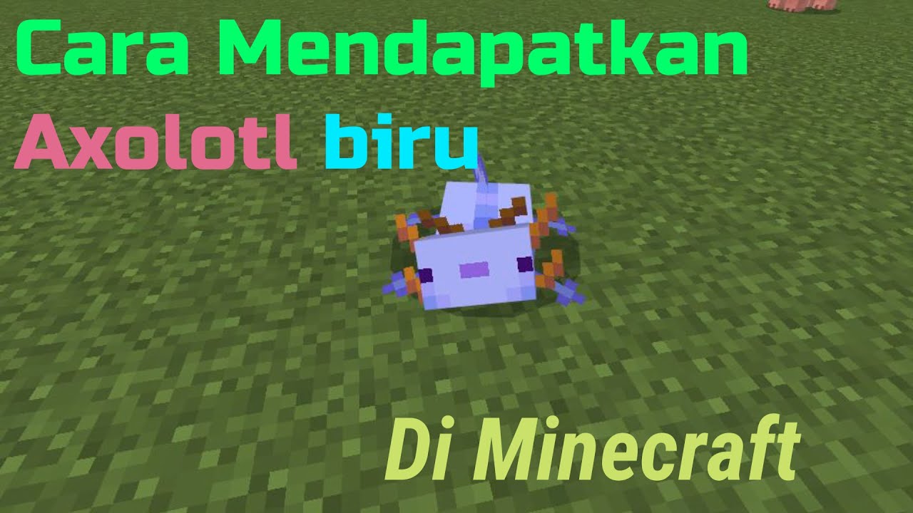 Cara Mendapatkan Axolotl Biru Di Minecraft - YouTube