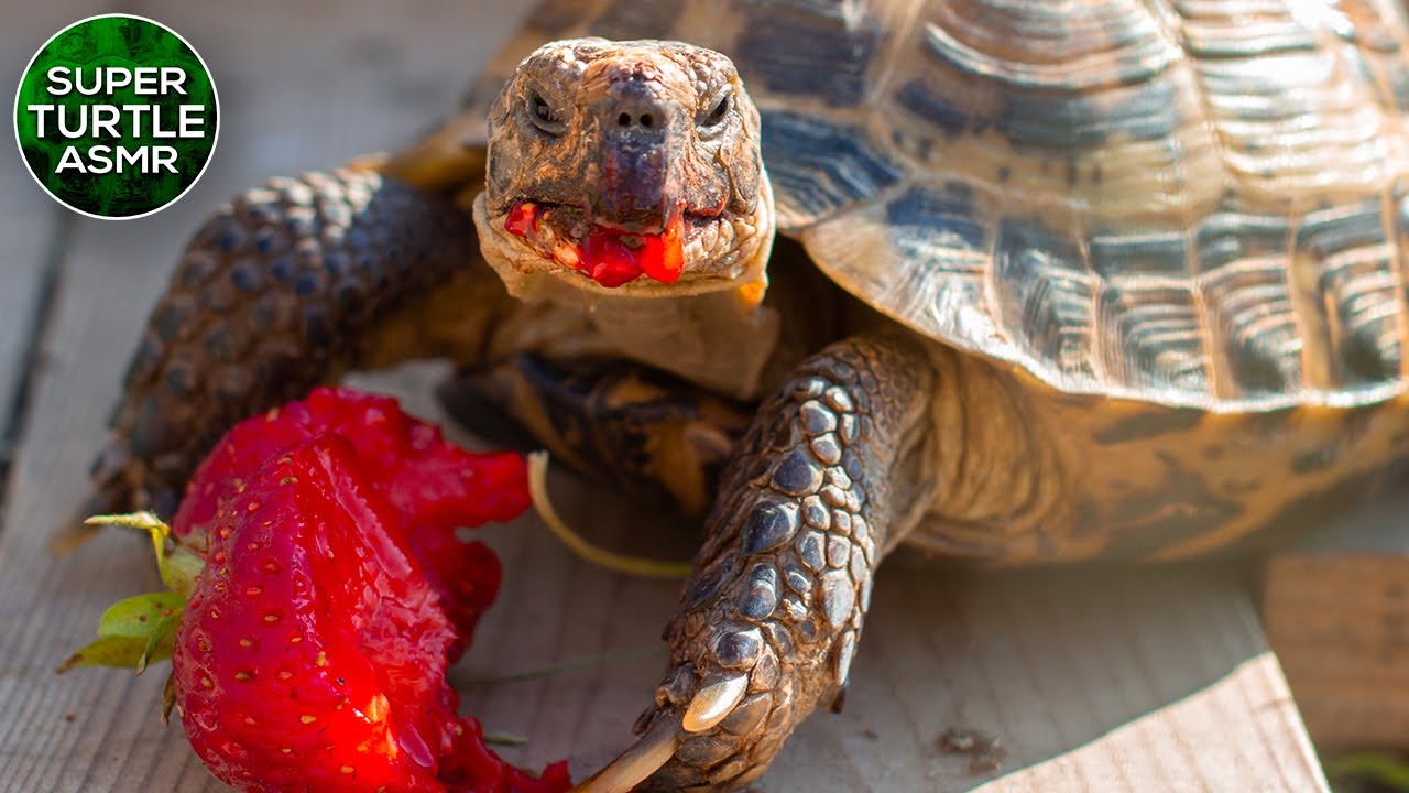 Turtle Eating Strawberry | Tortoise ASMR 🐢71 #shorts - YouTube