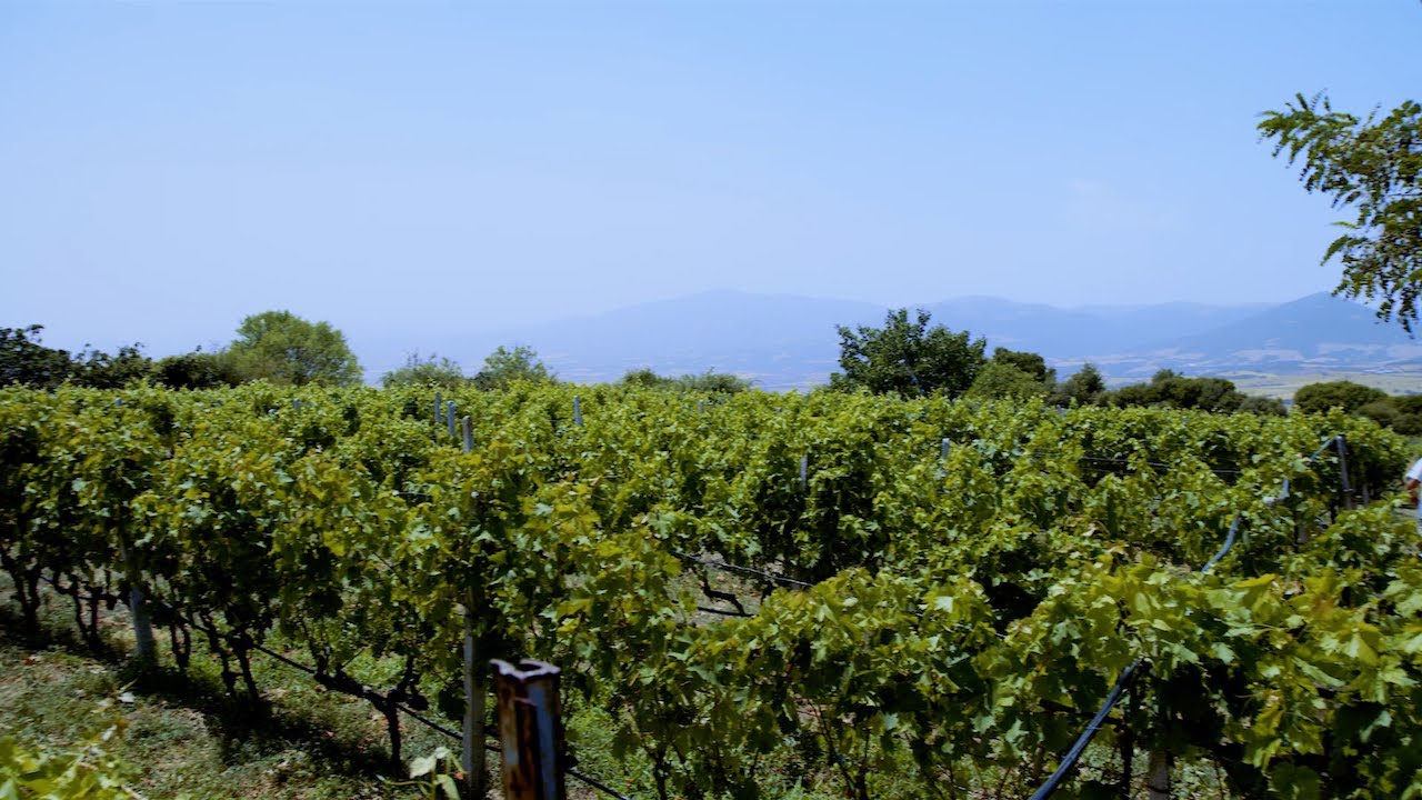 ΠΩΛΕΙΤΑΙ ΑΜΠΕΛΩΝΑΣ ΣΤΟ ΛΙΒΑΔΙ ΟΛΥΜΠΟΥ | VINEYARD FOR SALE IN LIVADI OF ...