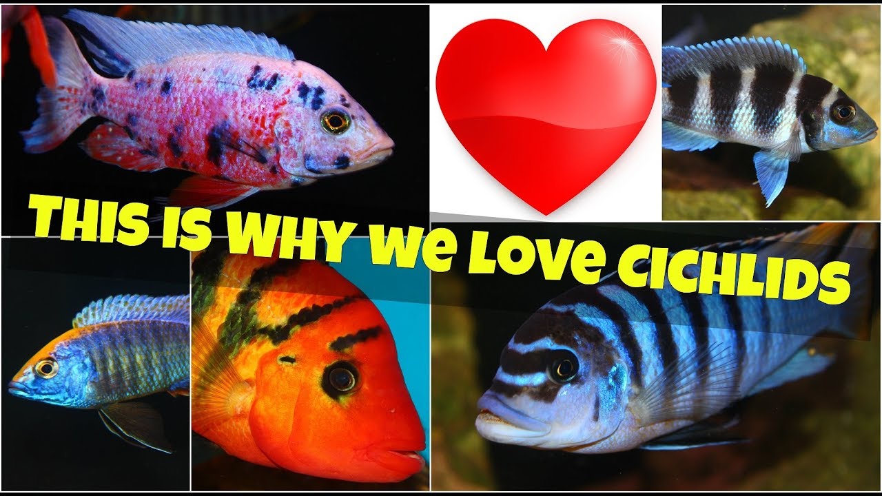 THIS IS WHY WE LOVE CICHLIDS! THE MOST POPULAR AQUARIUM FISH SPECIES ...