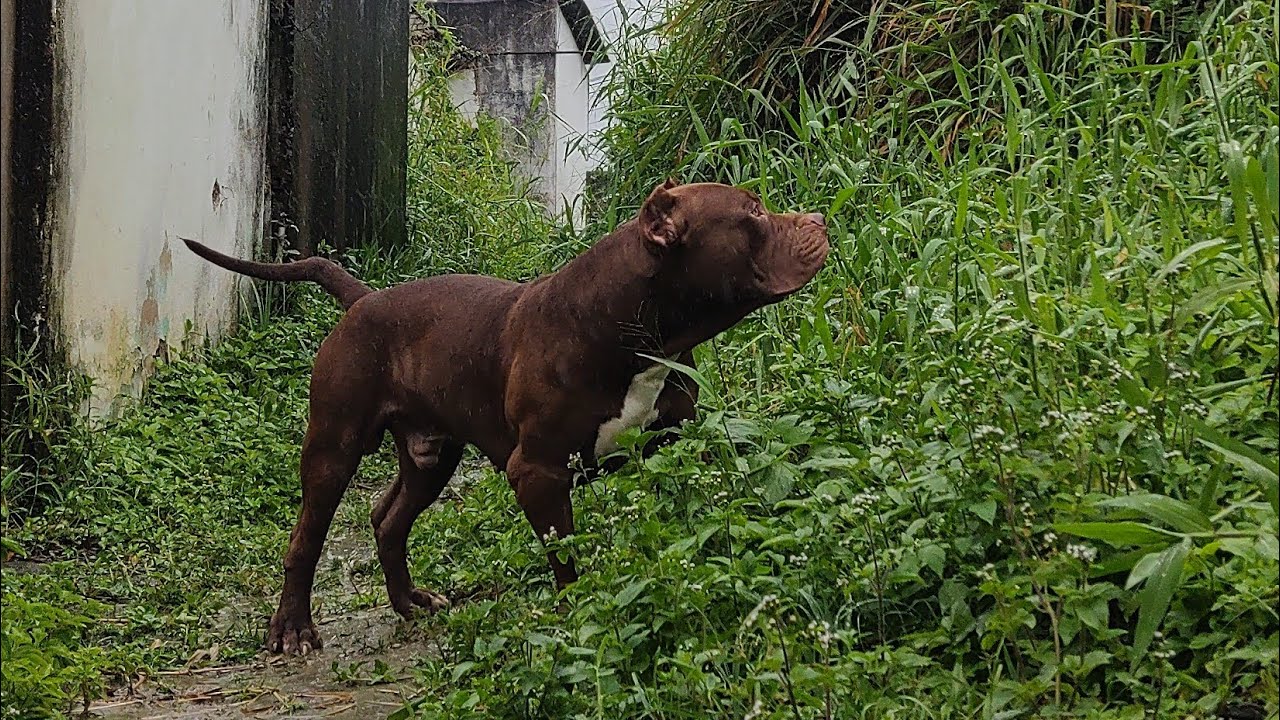 American pitbull evolution #lekthebestkennel - YouTube