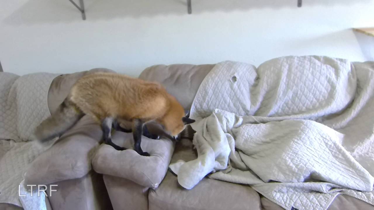 What Is A Couch Monster at Mark Hammett blog