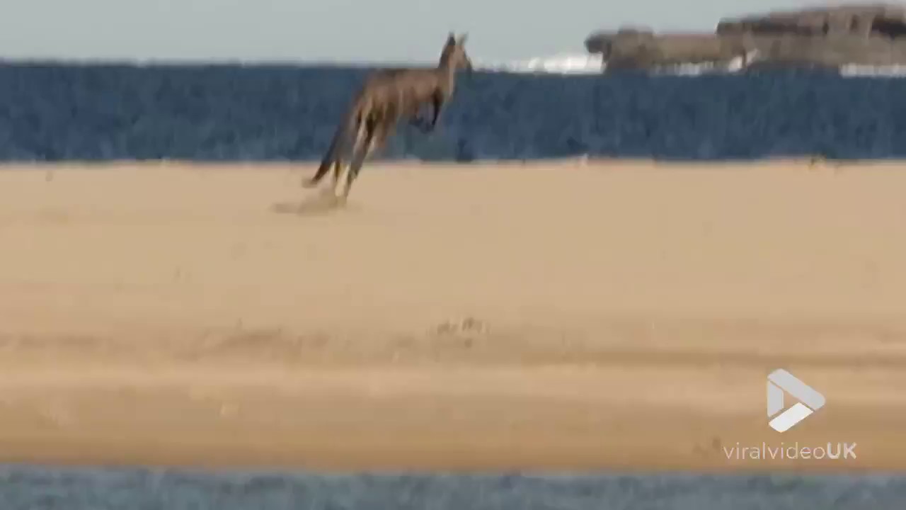 Kangaroo swimming by the beach || Viral Video UK - YouTube