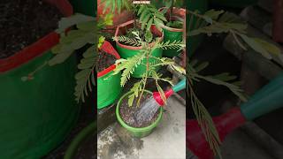 🌿 Grow Bokful Plant Fast in a Plastic Pot | Easy Gardening Trick #shorts #bokfulplant #gardeningtips