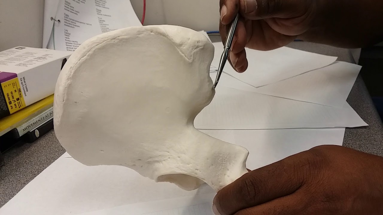Coxal Bone 2 of 2 - Part of Os Coxae - YouTube