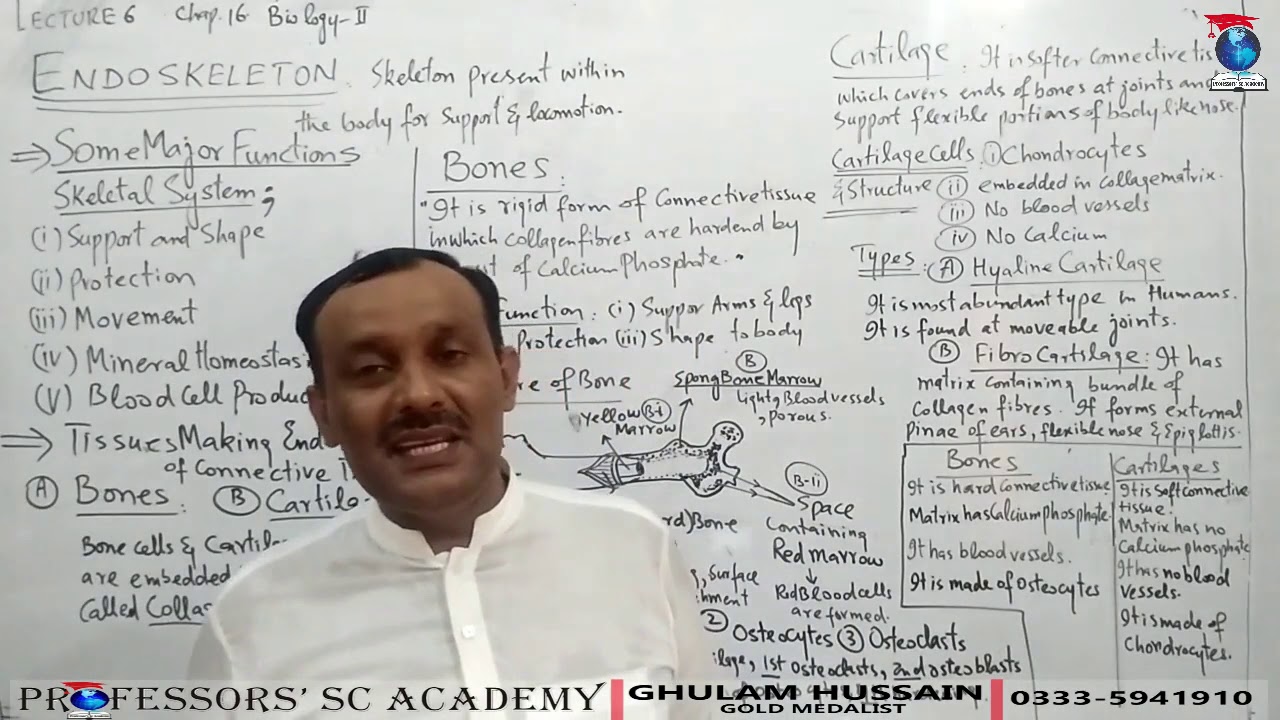 Endoskeleton Functions, Bones And Cartilages_Lecture06_Chap16_Biology ...