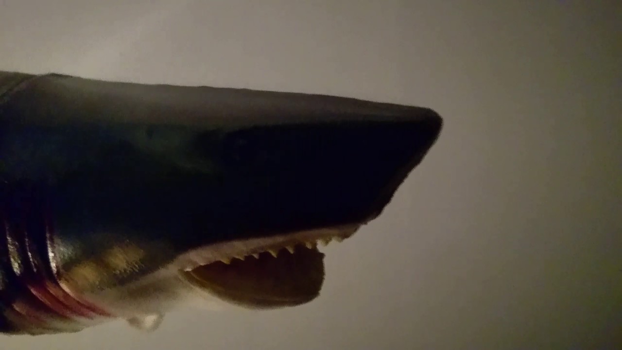 Squeaky shark attack! - YouTube