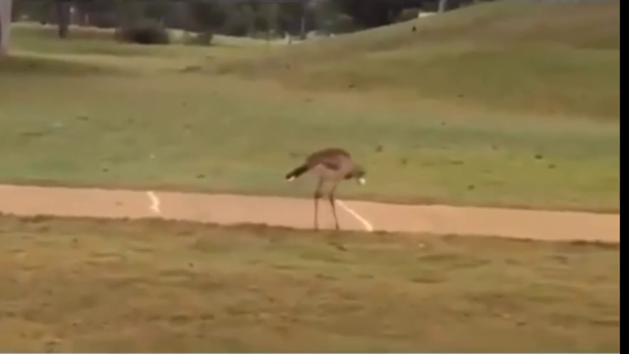 Bird Discovers Golf Balls Bounce - YouTube