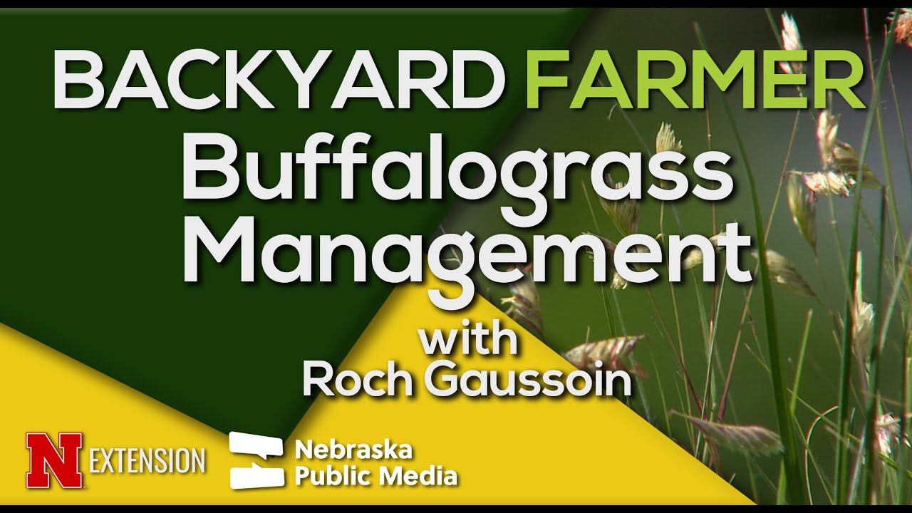 Buffalograss Management - YouTube