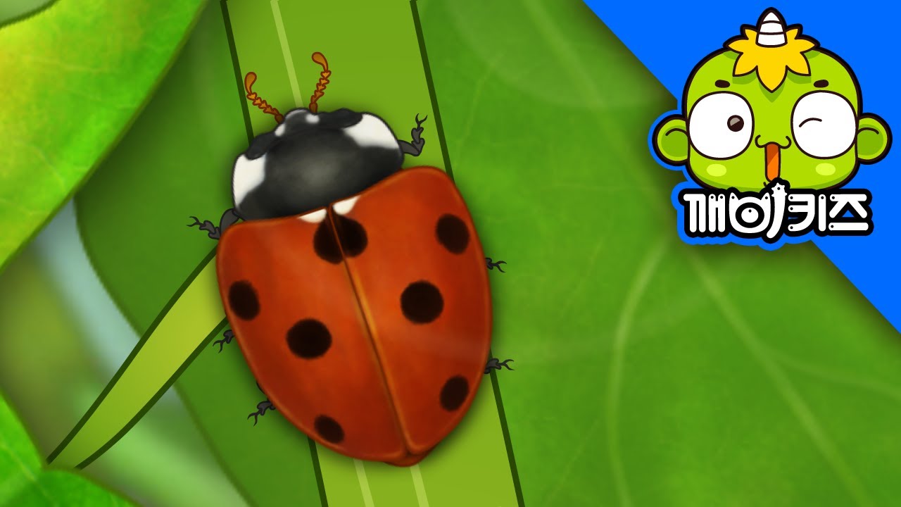 알록달록 무당벌레 | 자연관찰 | 과학도감 | 깨비키즈 KEBIKIDS - YouTube