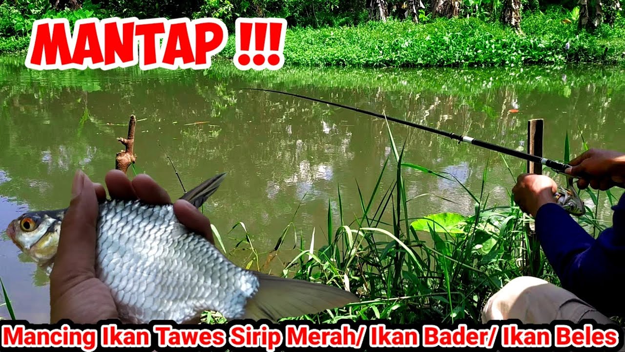 Mancing Ikan Tawes Sirip Merah di Jogja,Atau Mancing Ikan Bader/Beles - YouTube