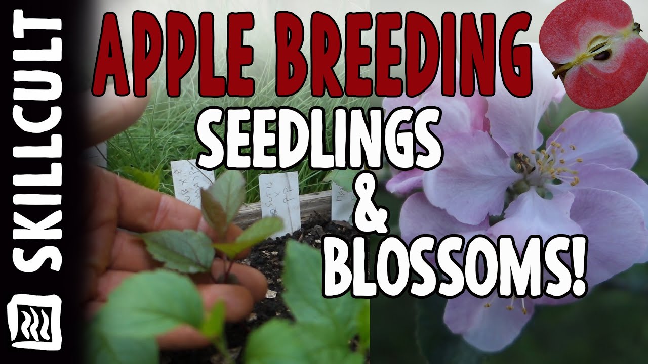 Apple Breeding Update, Blossoms! and Red Fleshed Seedlings - YouTube