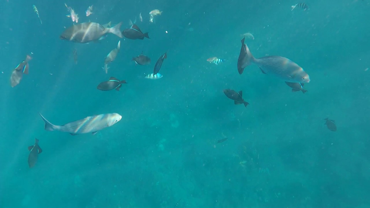 Tropical Fish in the Pacific Ocean - YouTube