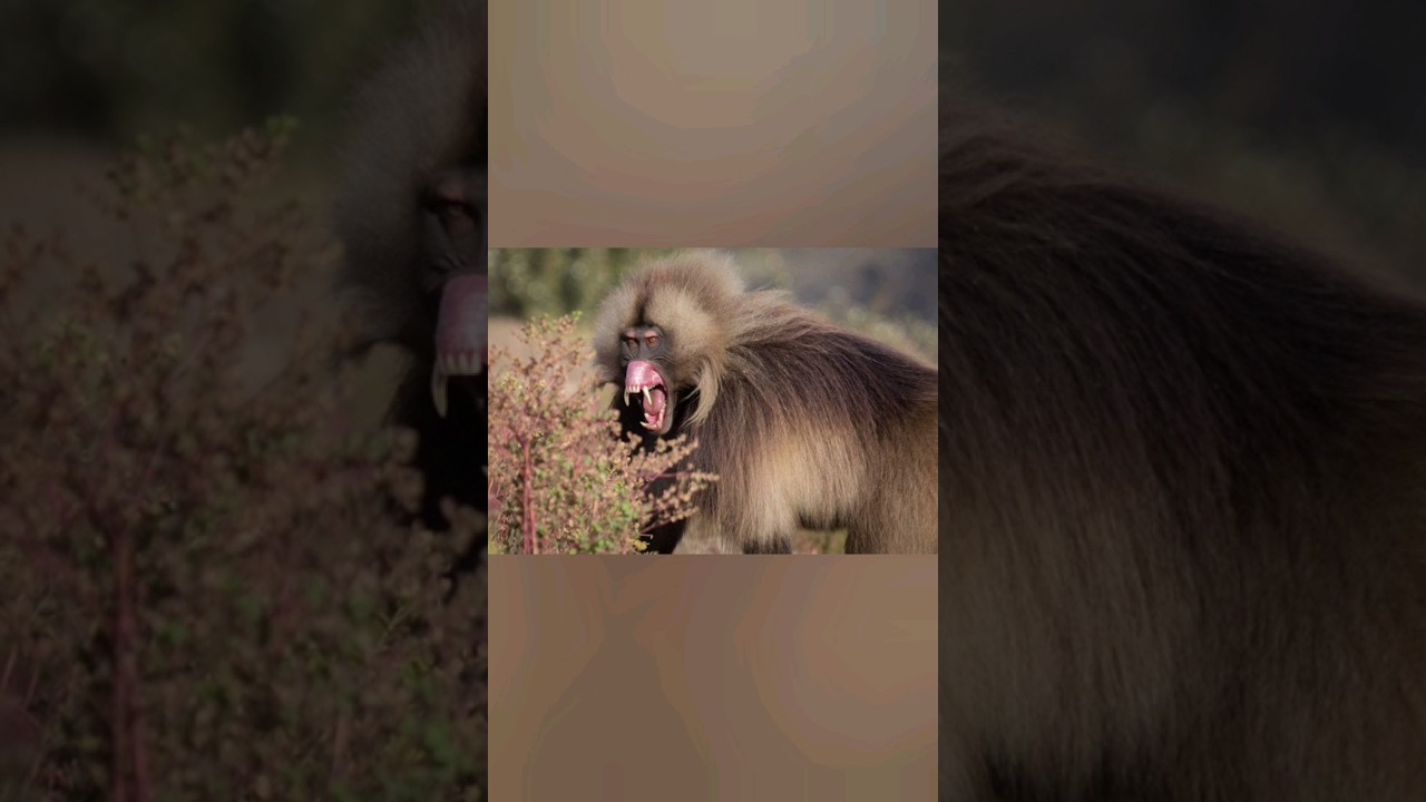 Gelada, a monkey left from the first monkeys. #monkeys #wildlife #ancientanimals - YouTube