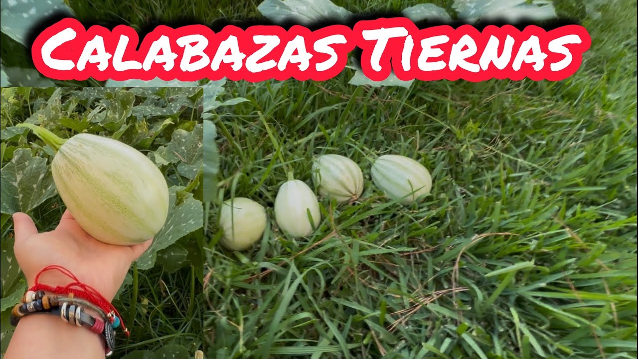 Cosecha de Calabazas de mi jardín orgánico - YouTube