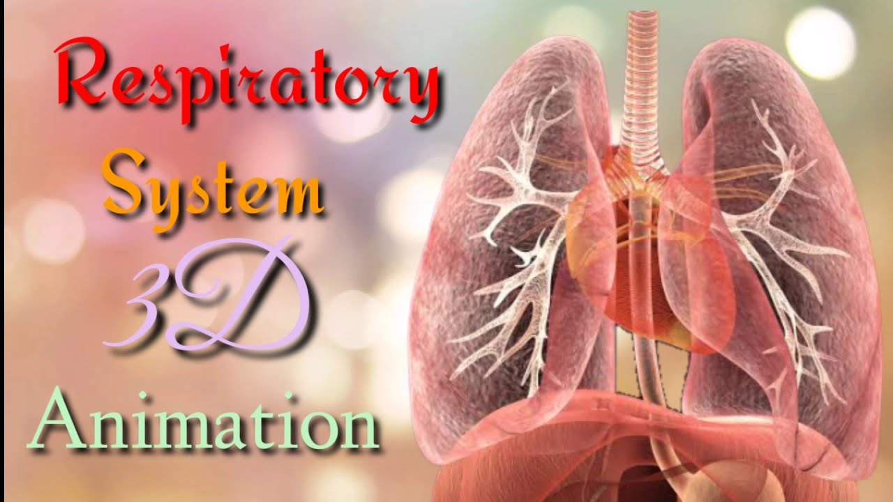 Respiratory system animation || 3D animation - YouTube