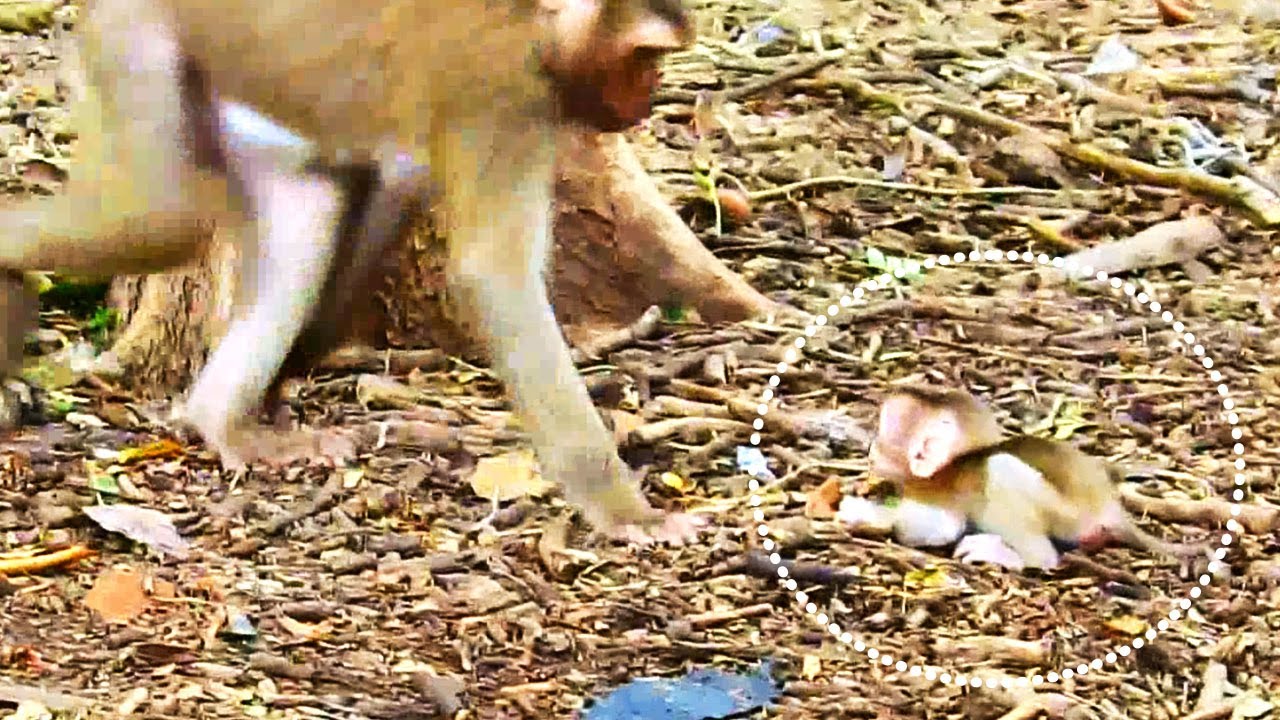 Monkey Mom Julie Tests Baby Jenifer's Speed Who’s the Fastest in the ...