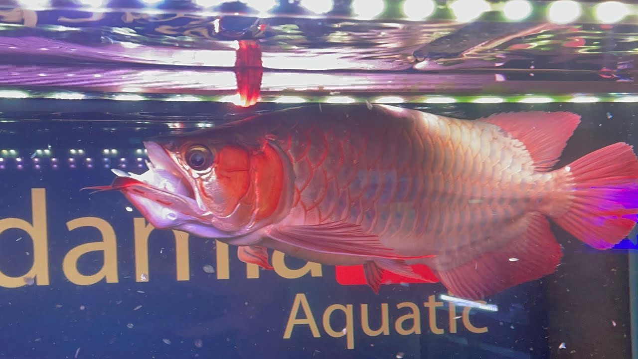 Apabila Super red semi shot sumo arowana fish memburu lampam layan Jom ...