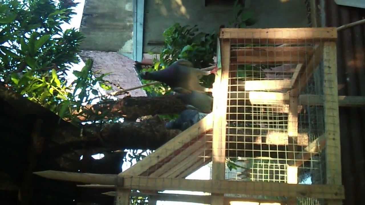 Racing pigeons philippines 2013 - YouTube
