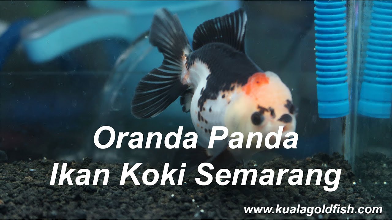 Ikan Koki Semarang | Oranda Panda Spesial | Kuala Goldfish - YouTube