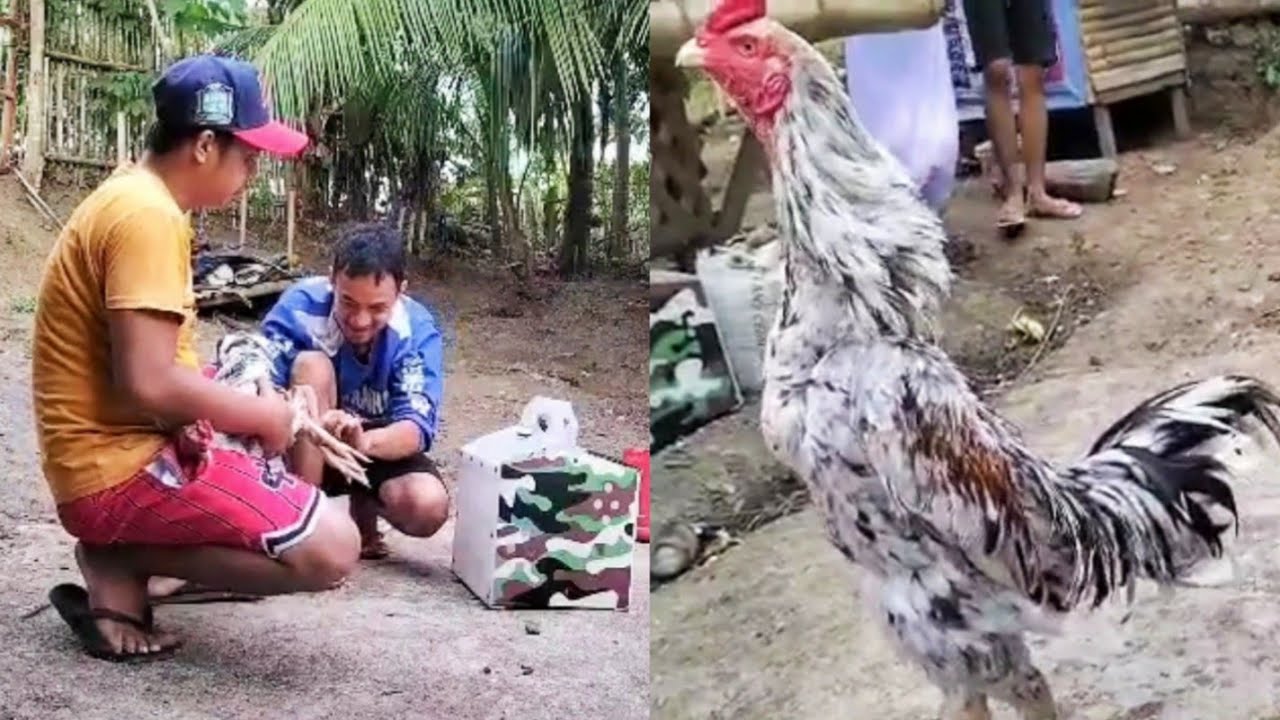 2nd Batch ng Paglipat sa mga Aseel na manok.. | Upgraded Chicken for ...