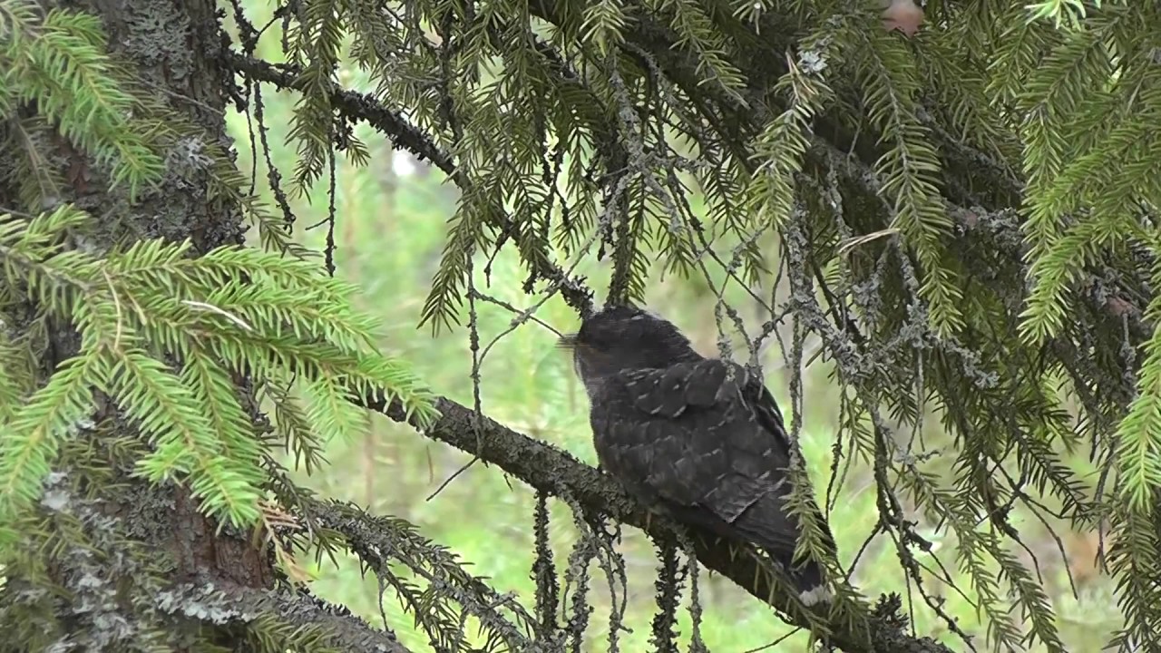 A common cuckoo fledgling eating lichens and being attended by a male ...